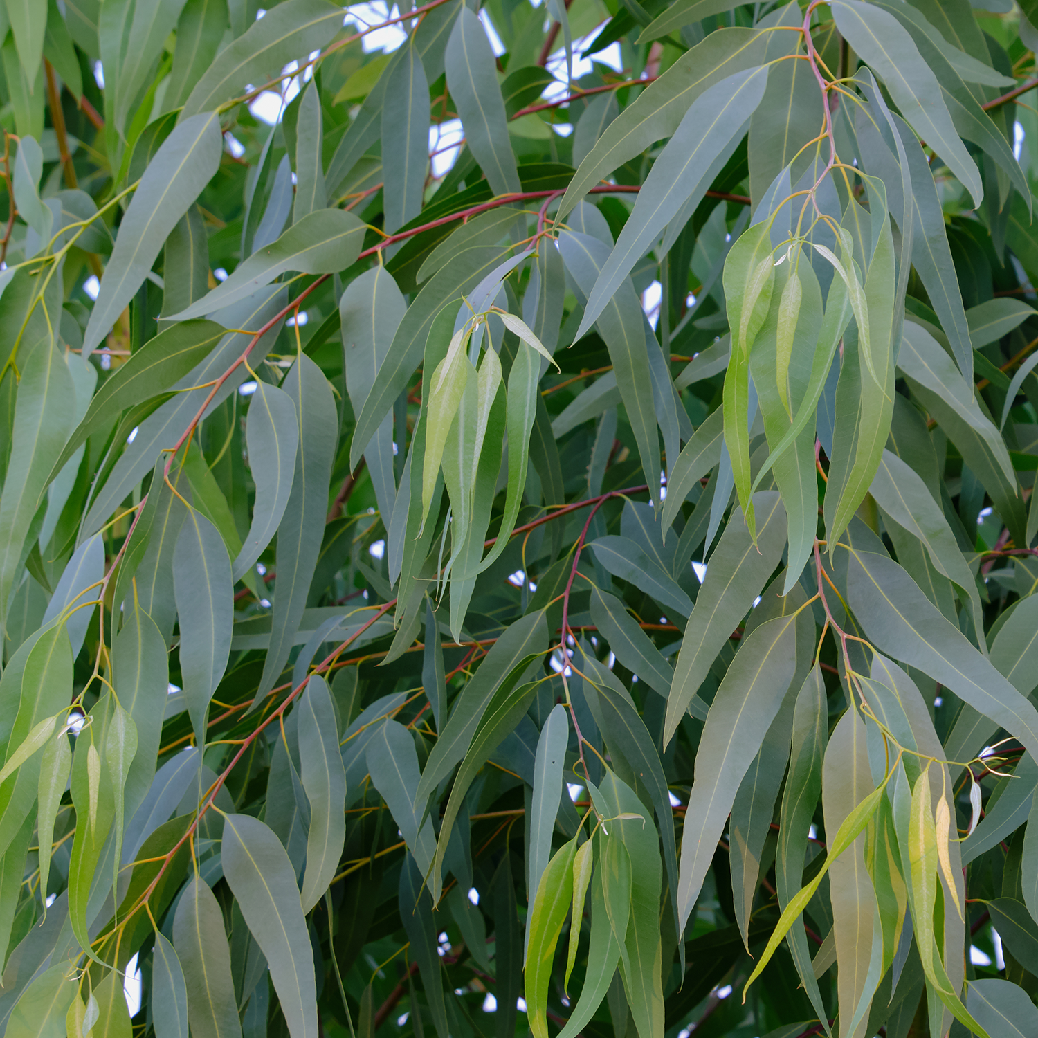 Eucalyptus Essential Oil – Earthbound Arts