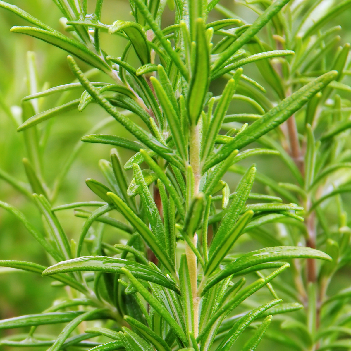 Rosemary Essential Oil – Earthbound Arts