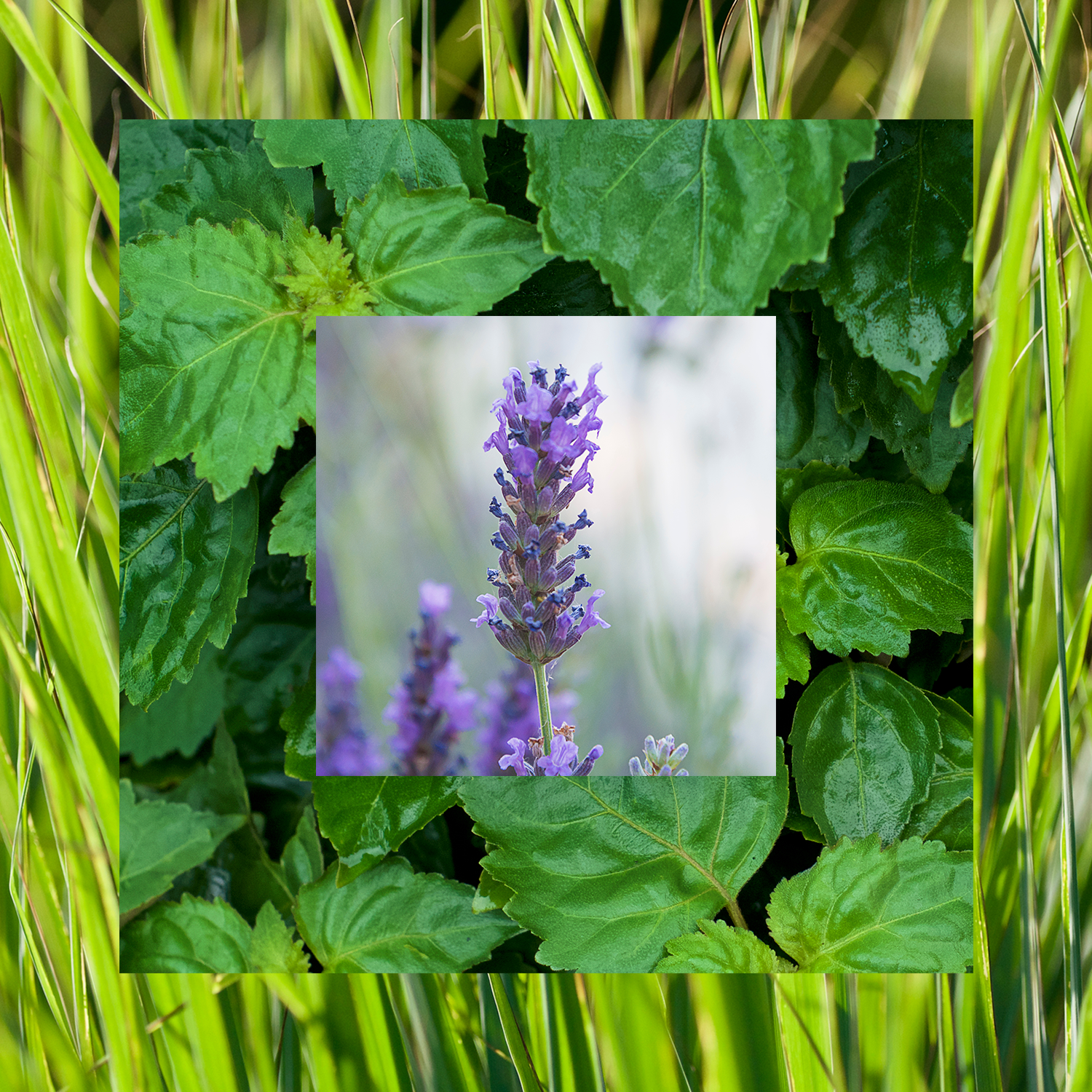 Signature Scent Essential Oil – Earthbound Arts